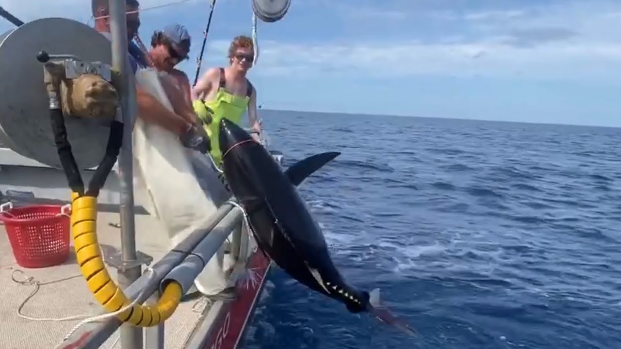 200+LB BIGEYE TUNA - Northeast Canyons Offshore Fishing - Ep 4 - YouTube