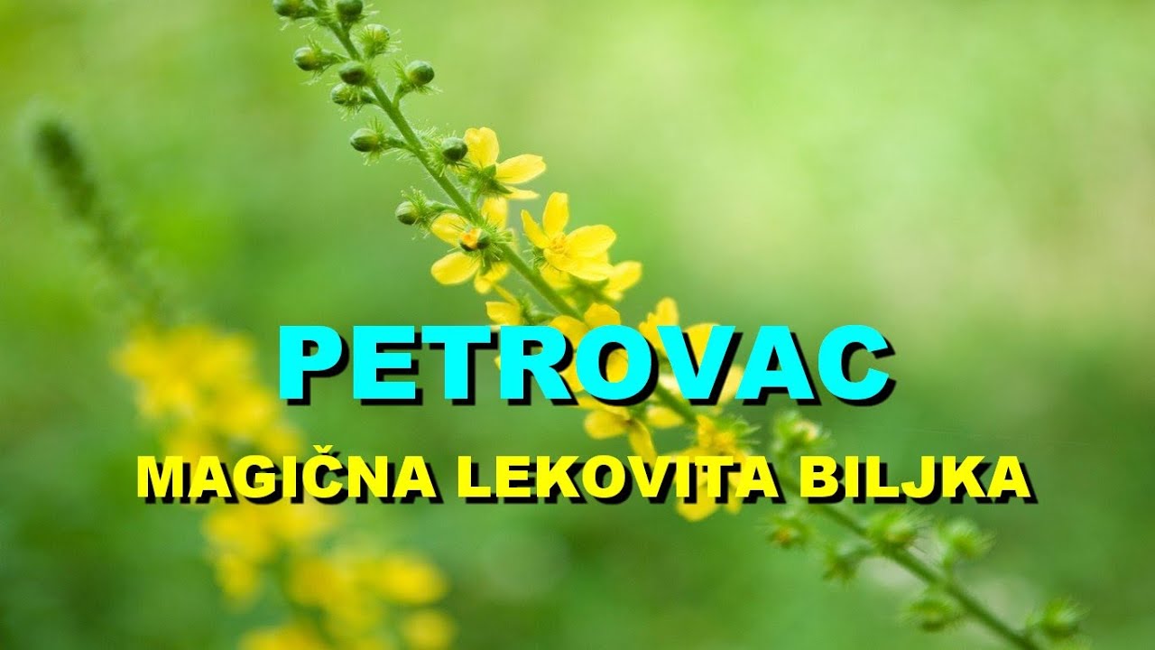 PETROVAC - MAGIČNA LEKOVITA BILJKA - YouTube
