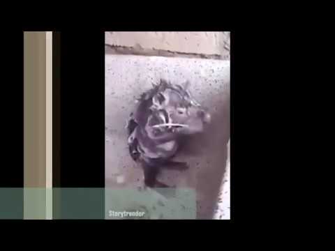 Duş Alıp Güzelce Sabunlanan Fare Yok Artık ...