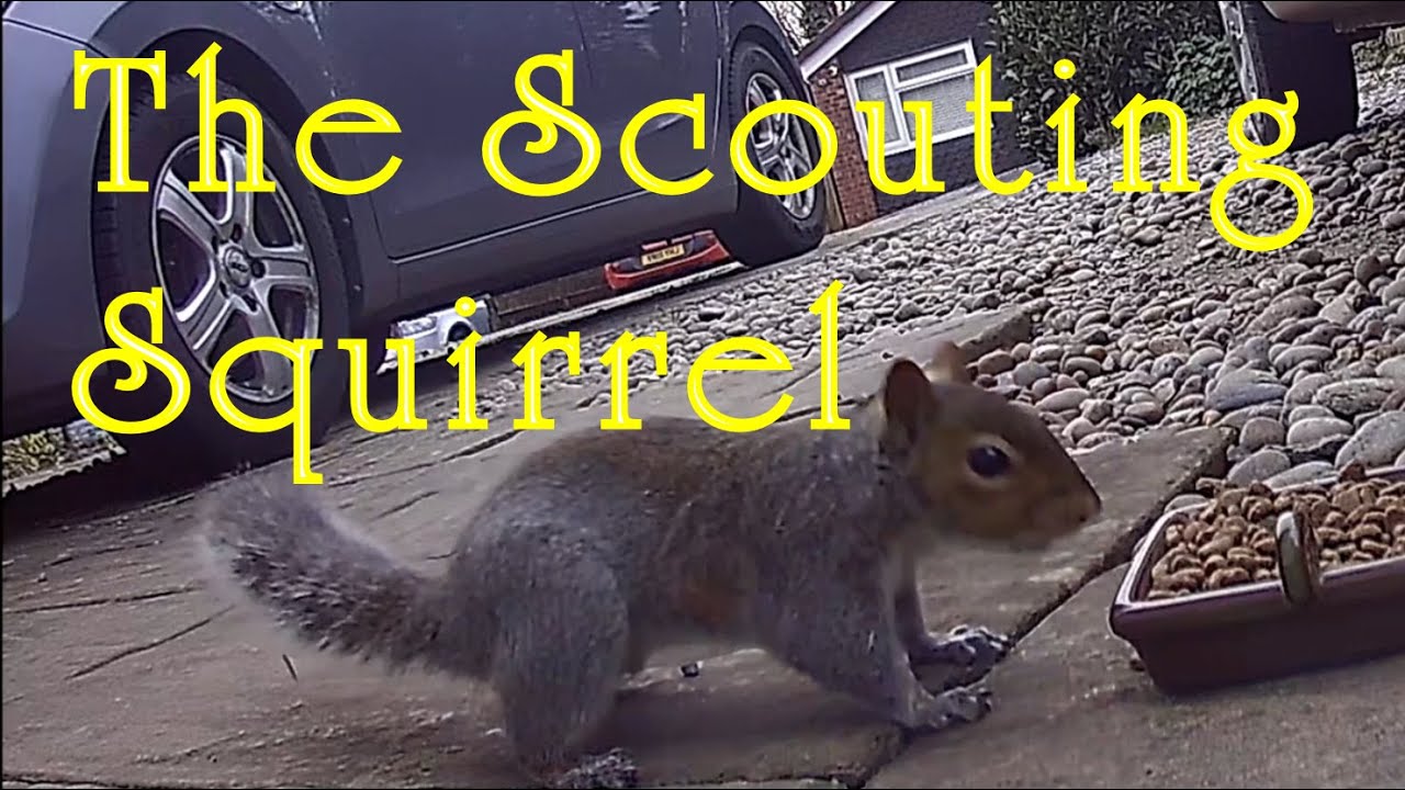 A Scouting Squirrel - YouTube