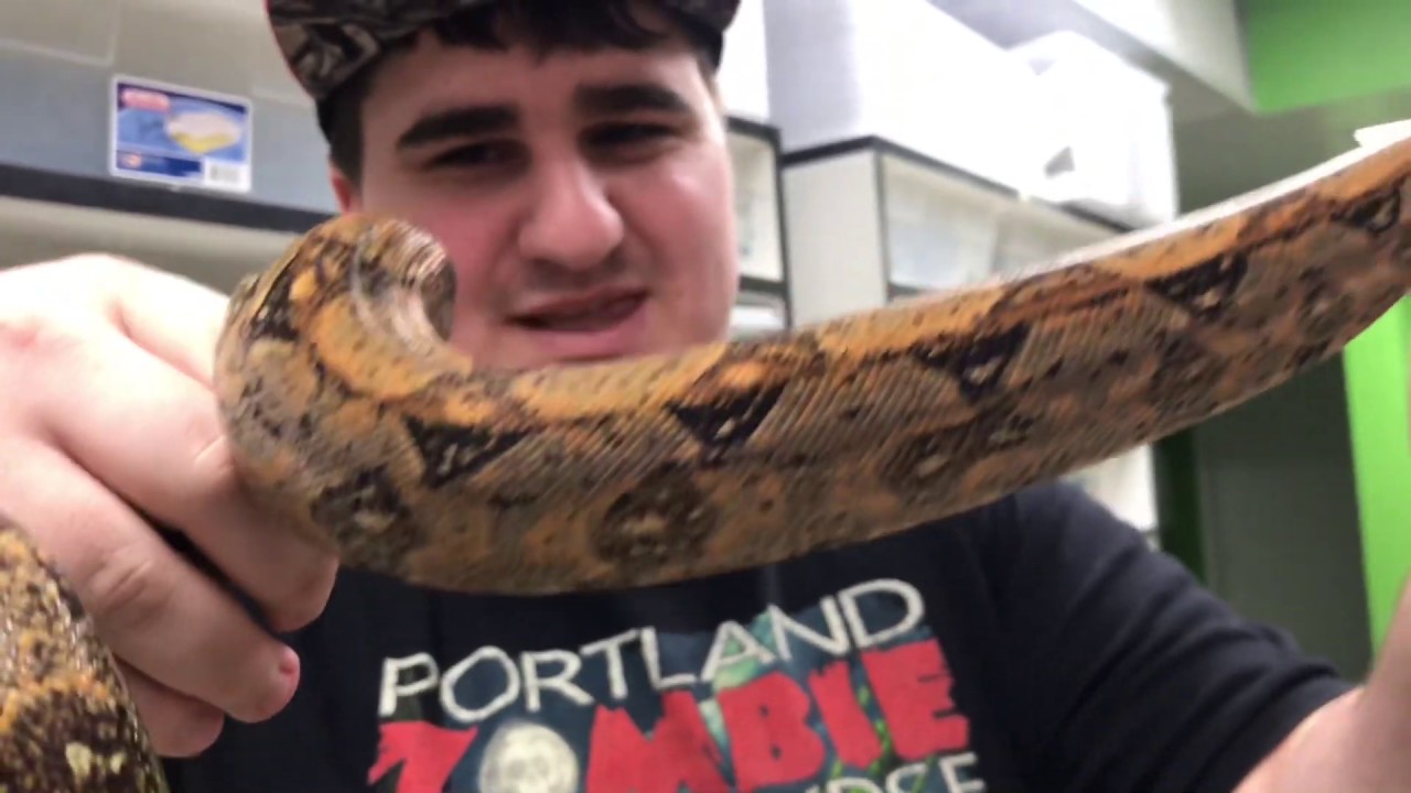 SUPER DOPE SNAKE COLLECTION!!! - YouTube