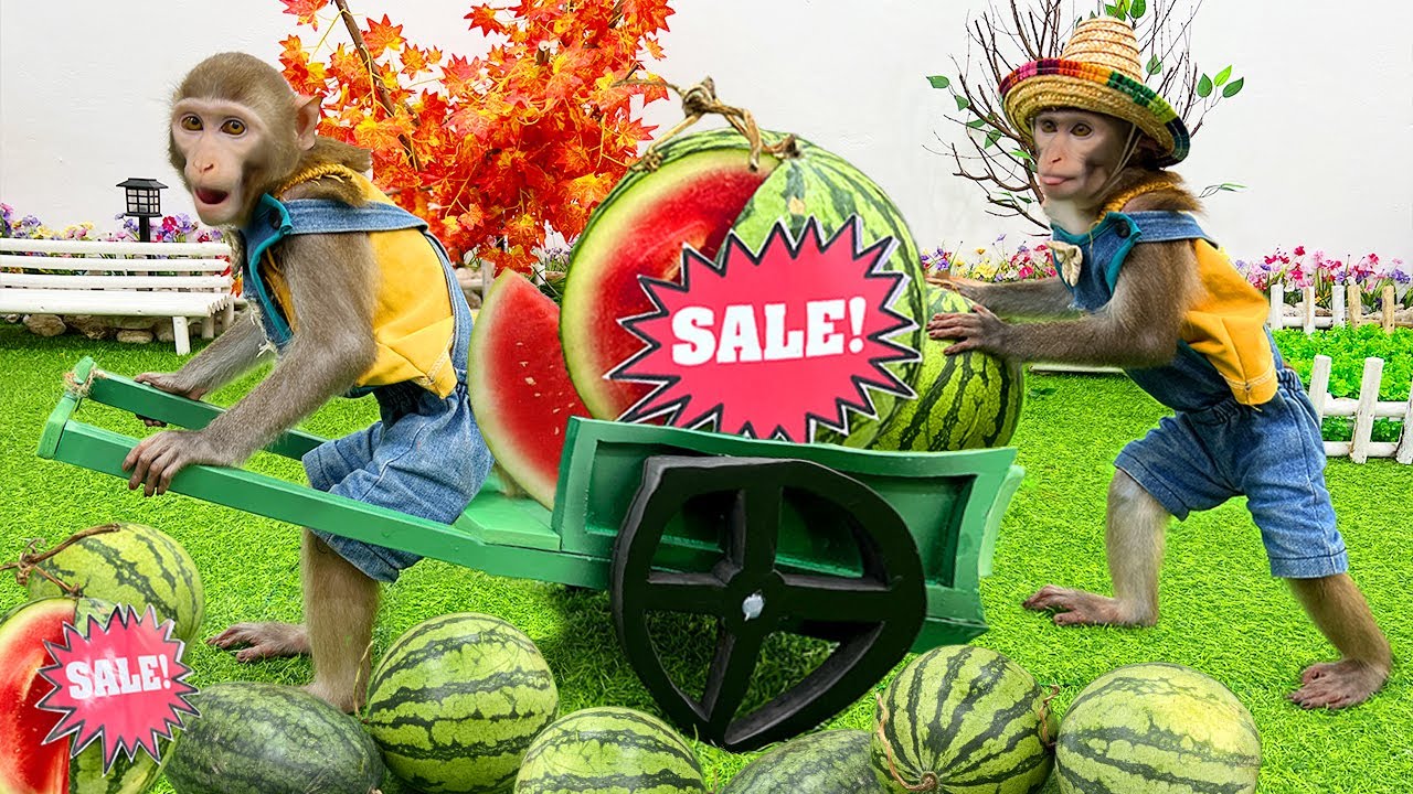 Monkey Baby Bim Bim became a salesman meets crocodile on his way to sell watermelons to duckling ...