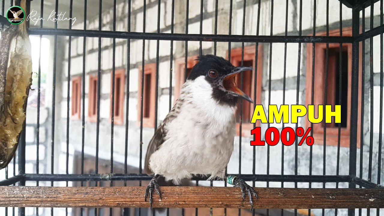 AWAS...!!! Kutilangmu TERPANCING Dengan Kutilang GACOR INI - YouTube