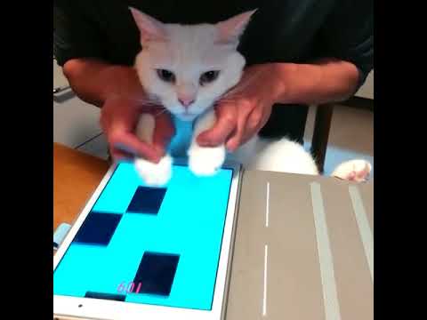 Gato tocando piano tiles - Kitten playing piano - YouTube