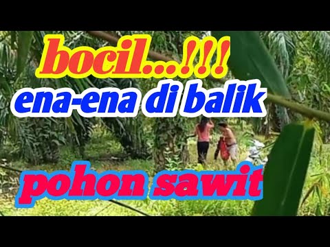 MEREKAM DETIK-DETIK... BOCIL BERKEMBANG BIAK DI BALIK POHON SAWIT ENA-ENA