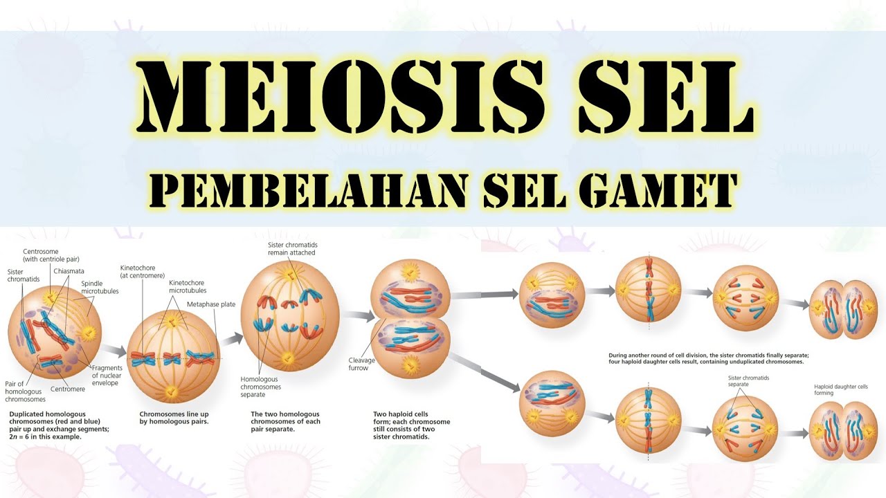 Meiosis Sel - Pembelahan Sel Gamet - YouTube