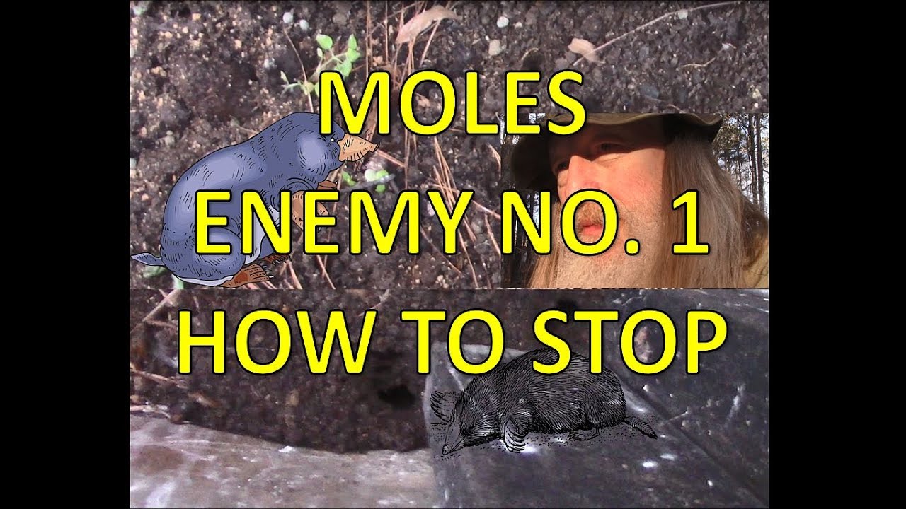 Moles Enemy Number 1 In a Worm Bed - Get Rid of Them - How to Do It ...