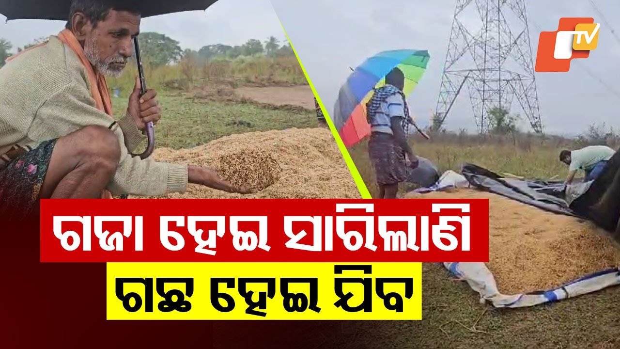 Rice Prices Soar, Impacting Farmers: What Actions Can We Take? - YouTube