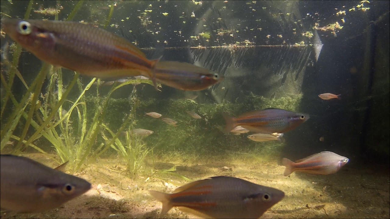 Melanotaenia affinis 'Pagwi' - YouTube