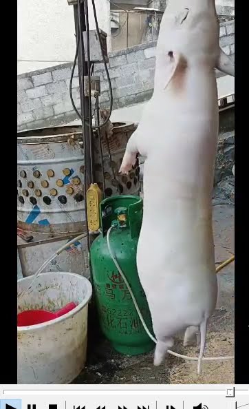 butcher woman before and after slaughter pig - YouTube