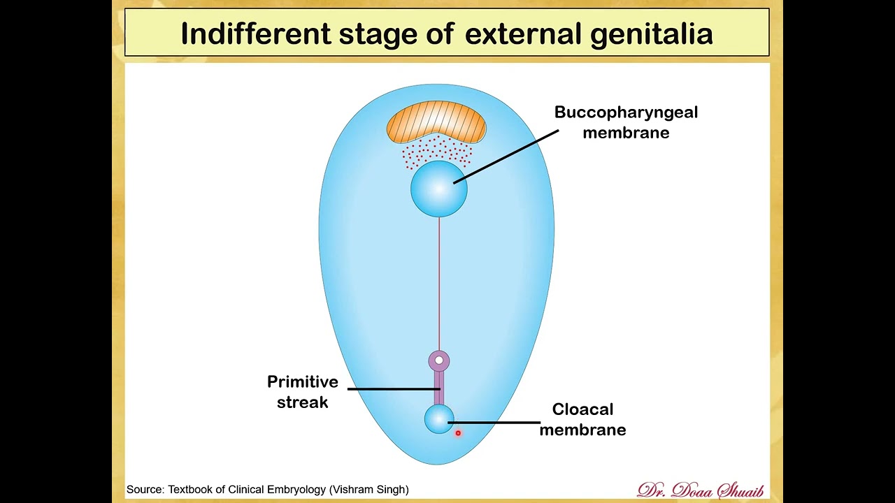 4 Developemt of External Genitalia - YouTube
