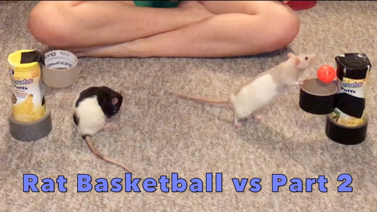 Rat Basketball 1 on 1- Part 2 - YouTube