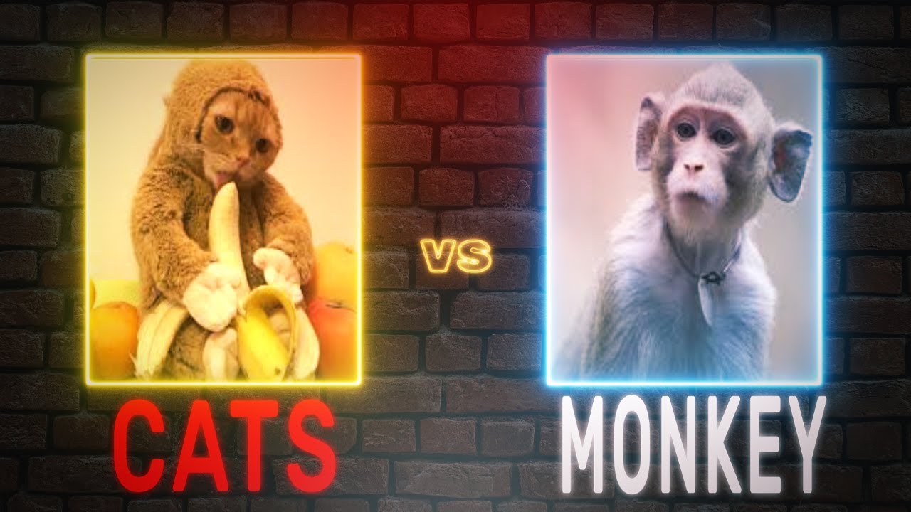 Monkeys vs. Cats ★ BEST MONKEY Playing with CATS Videos - YouTube