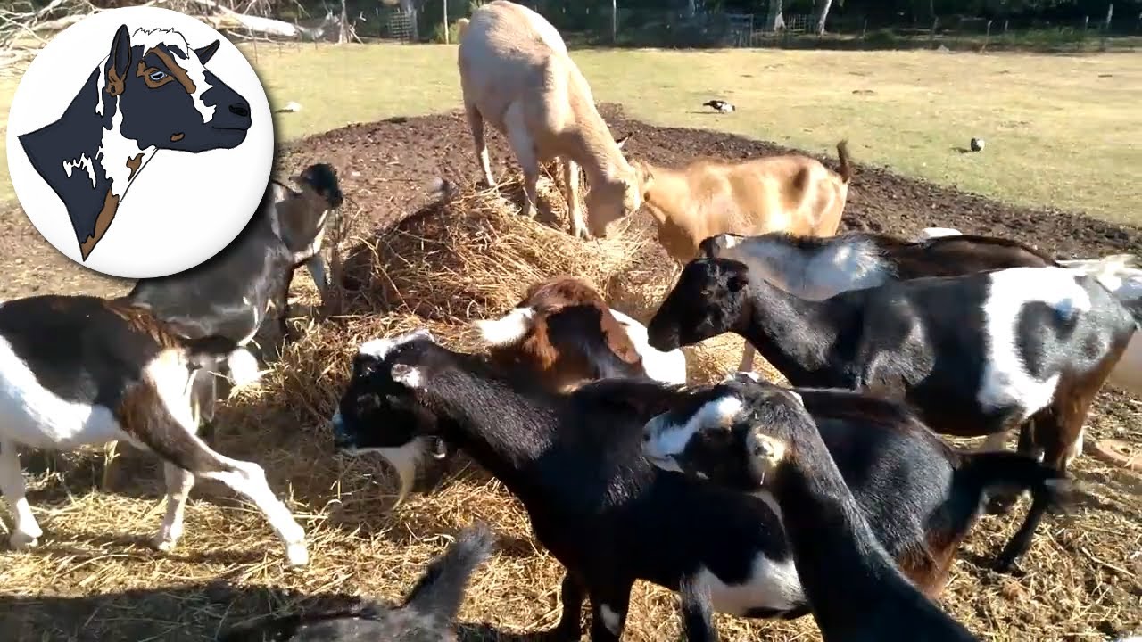 Old Tifton Hay - YouTube