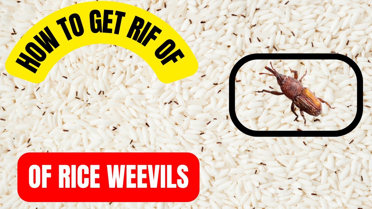 9 Natural Ways To Get Rid Of Rice Weevils YouTube 9-natural-ways-to-get-rid-of-rice-weevils-youtube