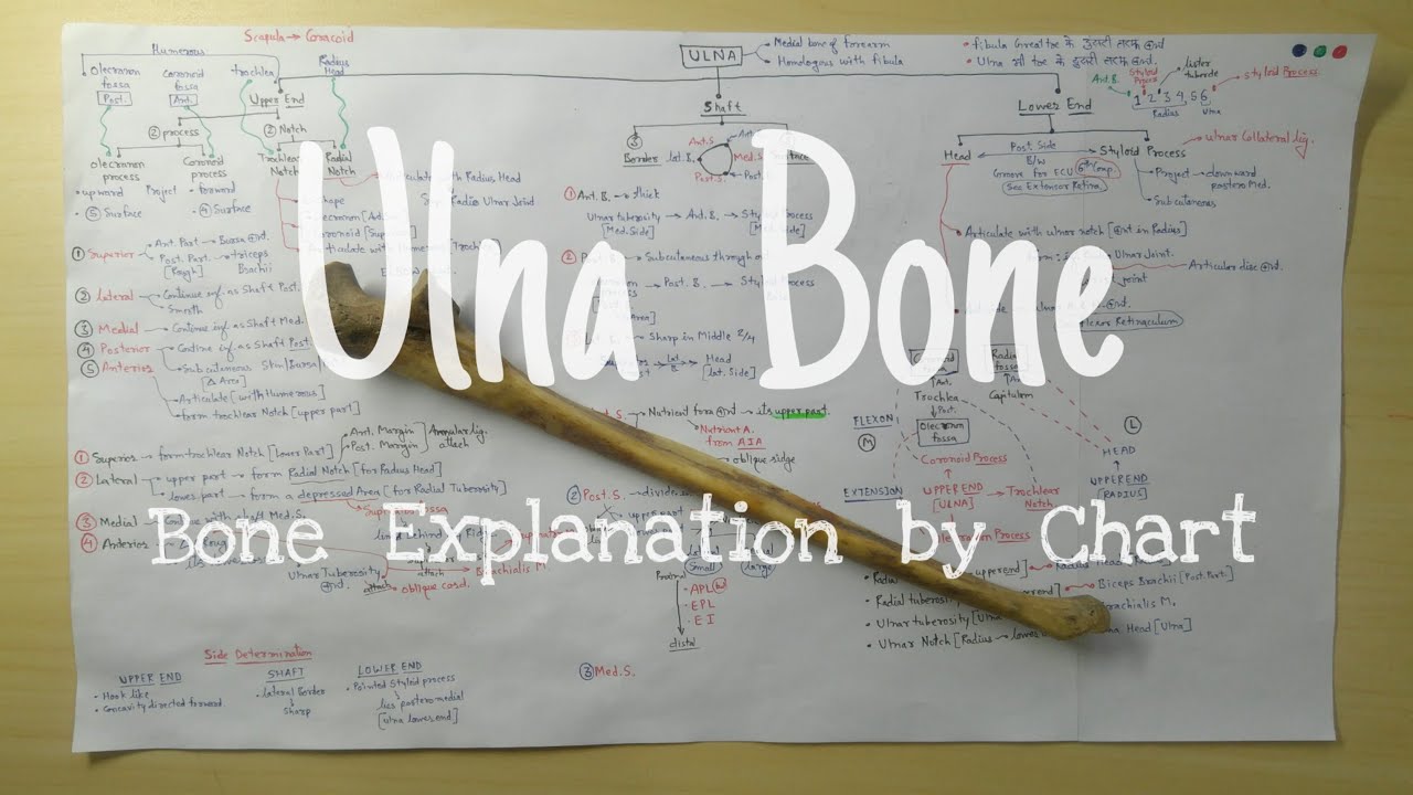 Ulna Bone - 5, Bone Explanation by Chart - YouTube
