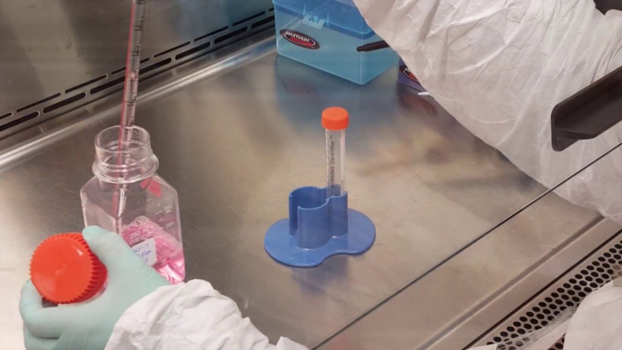 Thawing and Plating Cryopreserved Cells - YouTube