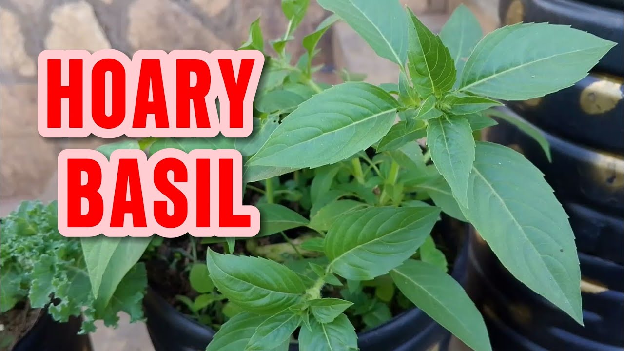 HOARY BASIL: BENEFITS AND IDENTIFICATION - YouTube