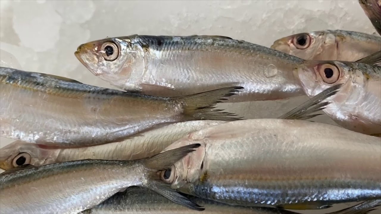 Salaya Fish identification- Goldstripe sardinella Fish - YouTube
