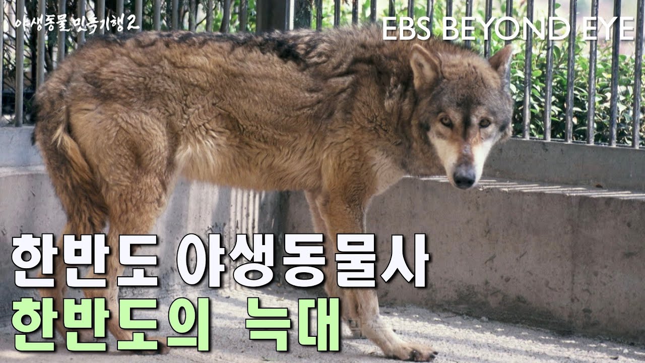 한반도 야생동물사 ㅣ늑대 ㅣ Wildlife History of the Korean Peninsula ㅣ Wolves - YouTube