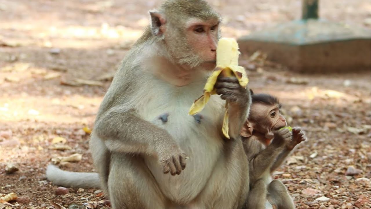 Piper Eat Banana- Peck Follow Mum To Get Banana From Mum on Apr27,2023 ...