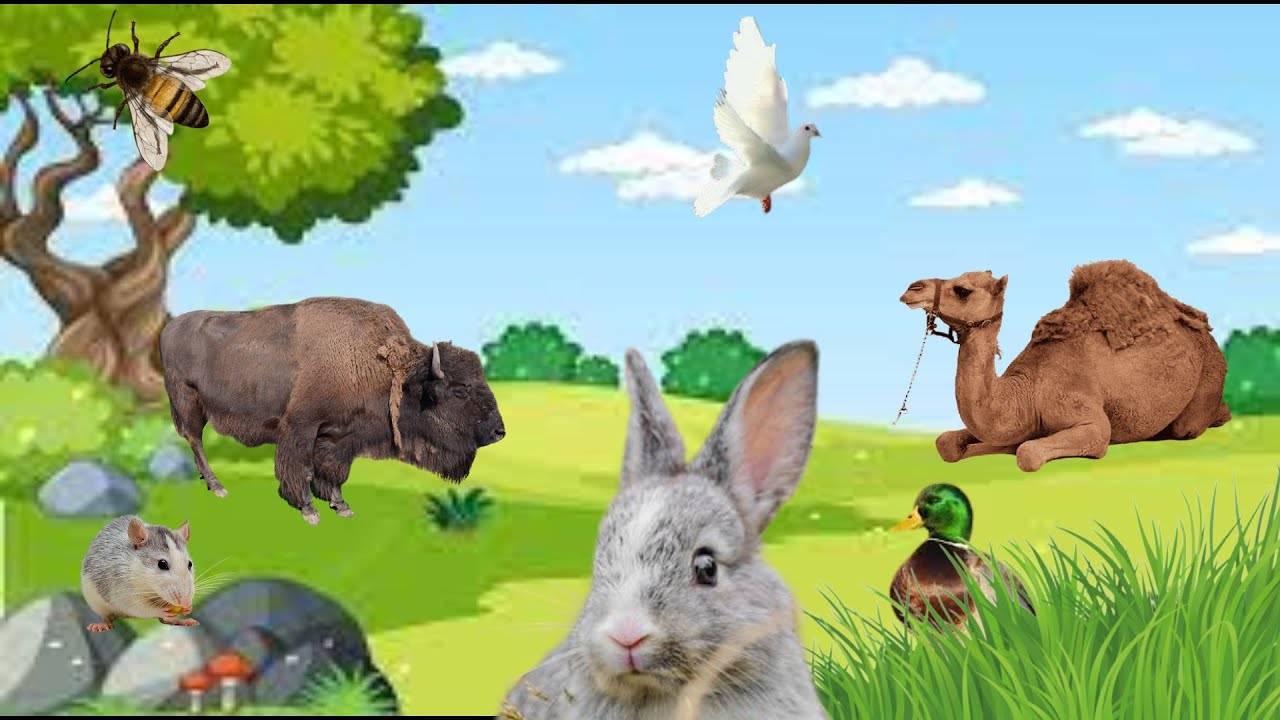 Surrounding animals with bird, mice, rabbit, camel, duck, pigeon, fish ...