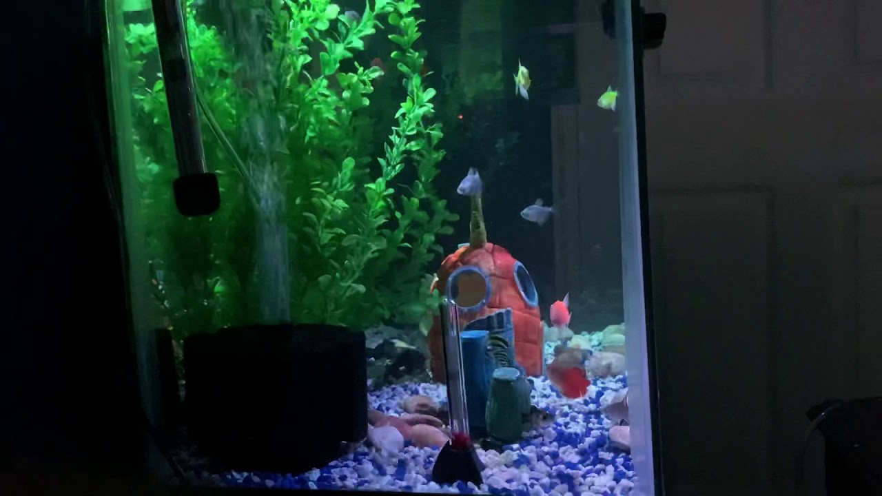20 gallon fish tank fully setup - YouTube