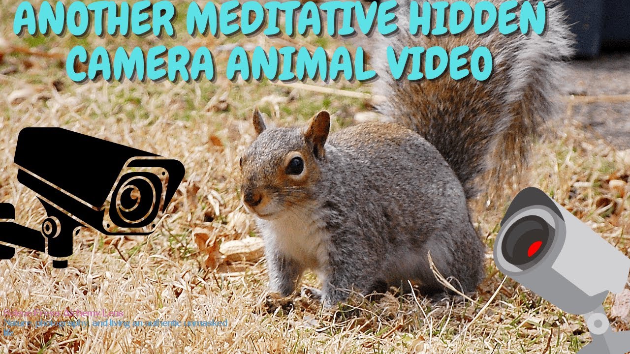 Another Meditative Hidden Camera Animal Video #squirrels #birds # ...