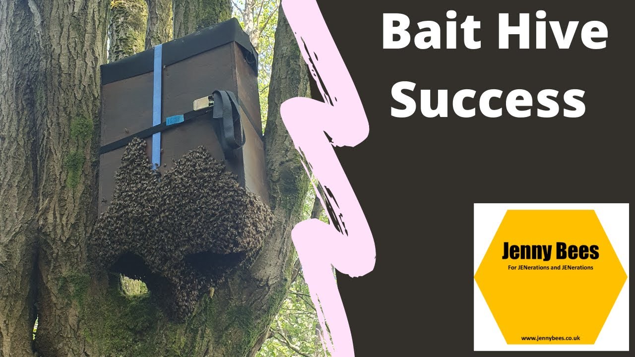 Bait Hive success - YouTube
