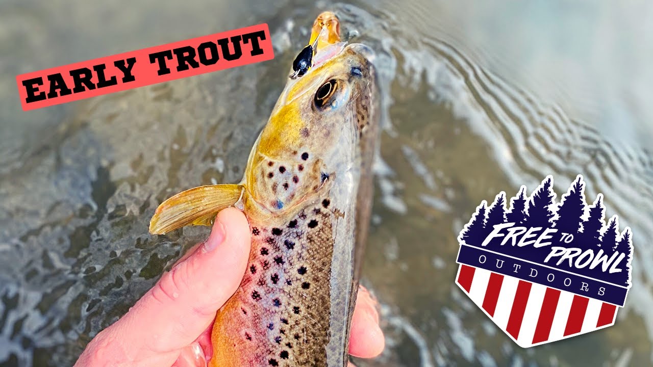 Early Trout- Wisconsin Driftless Area Brown Trout - YouTube