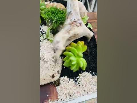 Florarium - YouTube