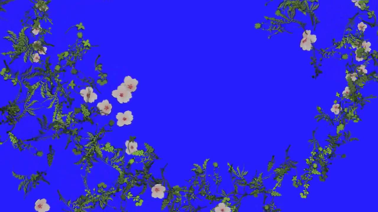 Flowers Blue Screen Flores HD - YouTube