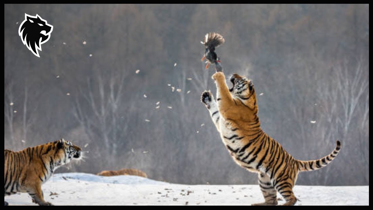 Horror Moments Tiger Hunting Prey Gives You Chills | Animal Fighting ...