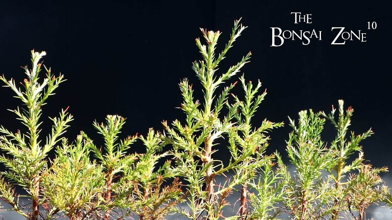 Planting My Giant Sequoia Forest, The Bonsai Zone, March 2023 - YouTube