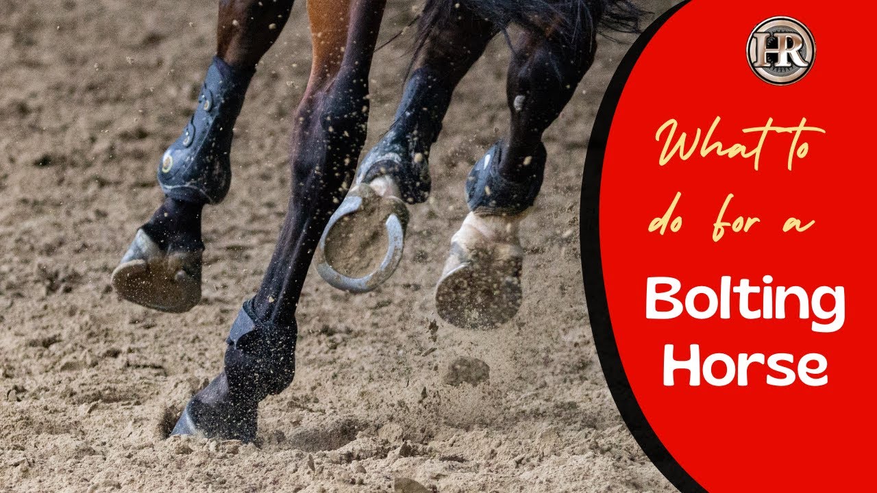Bolting Horses - What to do - YouTube
