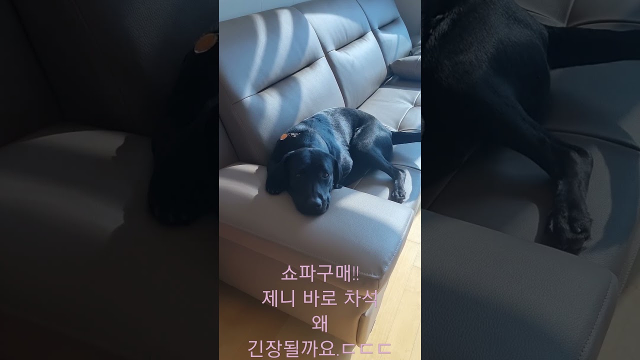 블랙 리트리버 제니 Black Labrador Retriever Jenny 새로 산 쇼파가 맘에 드는 제니^^ - YouTube