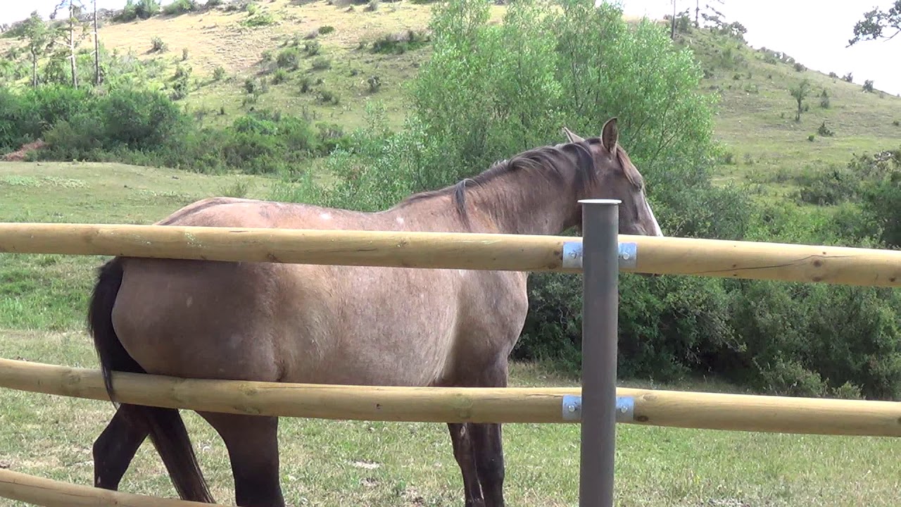 Caballo rascandose el culo - Horse scratching his ass - YouTube