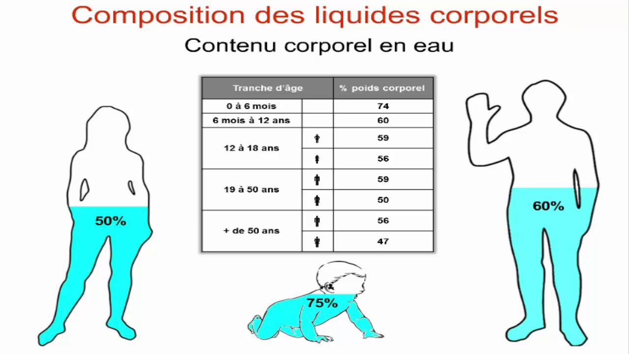 Les compartiments liquidiens de l'organisme - YouTube
