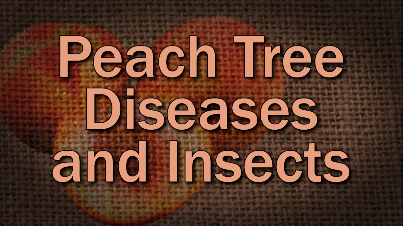 Common Peach Diseases and Insects and How to Prevent Them - YouTube