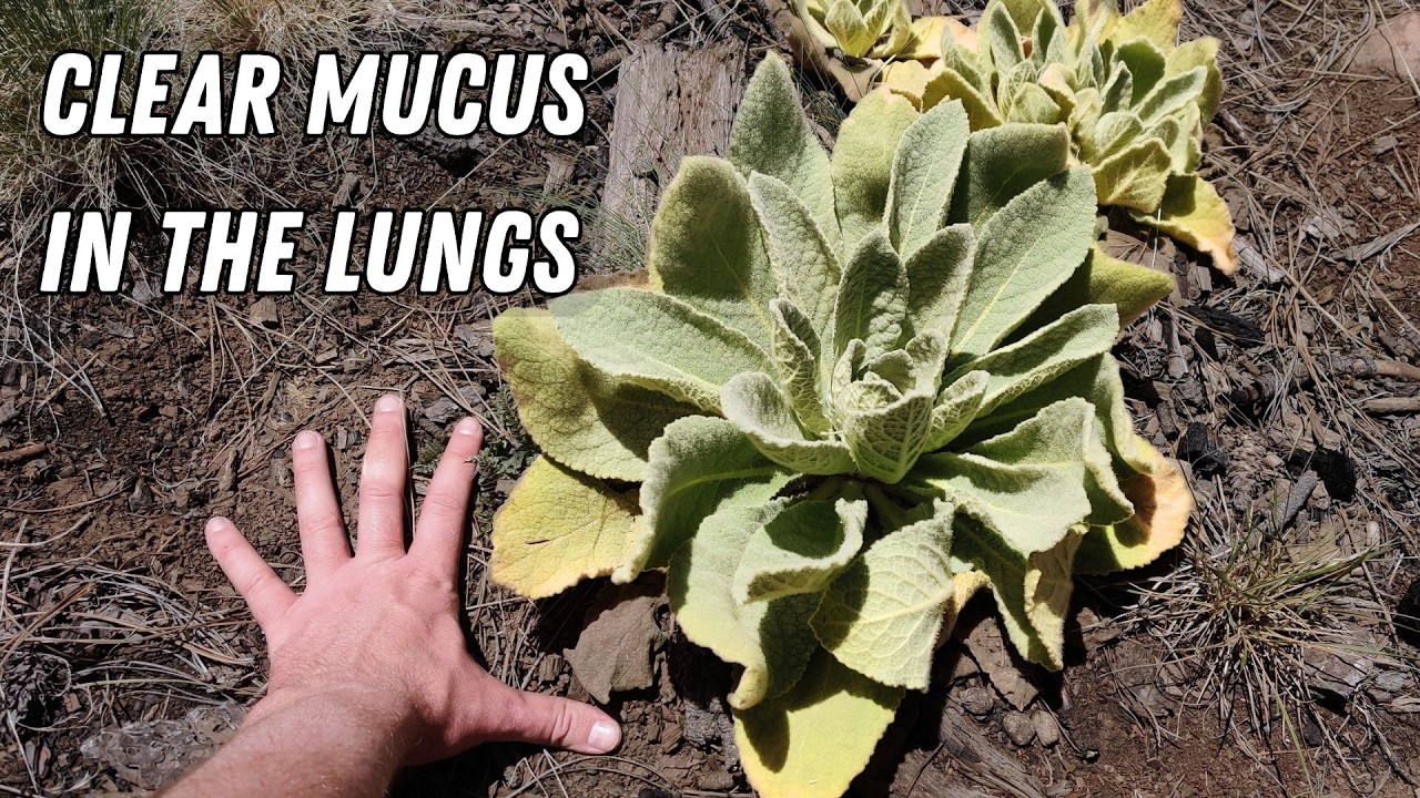How to Clear Mucus in the Lungs and Sinuses - YouTube