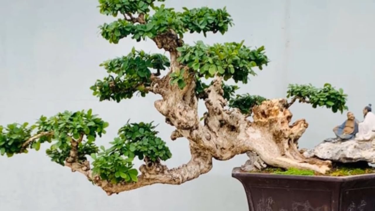 BEAUTIFUL BONSAI WORKS IN VIETNAM part 6 - YouTube