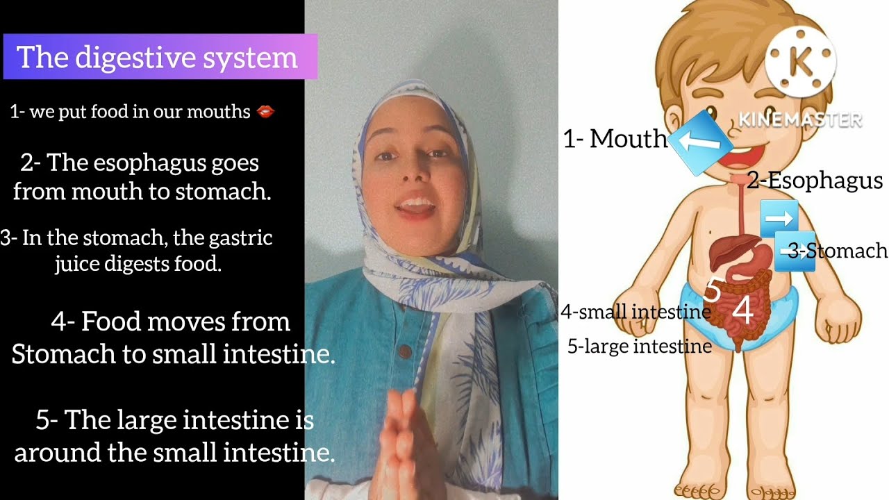 The digestive system for kids 🌸 - YouTube