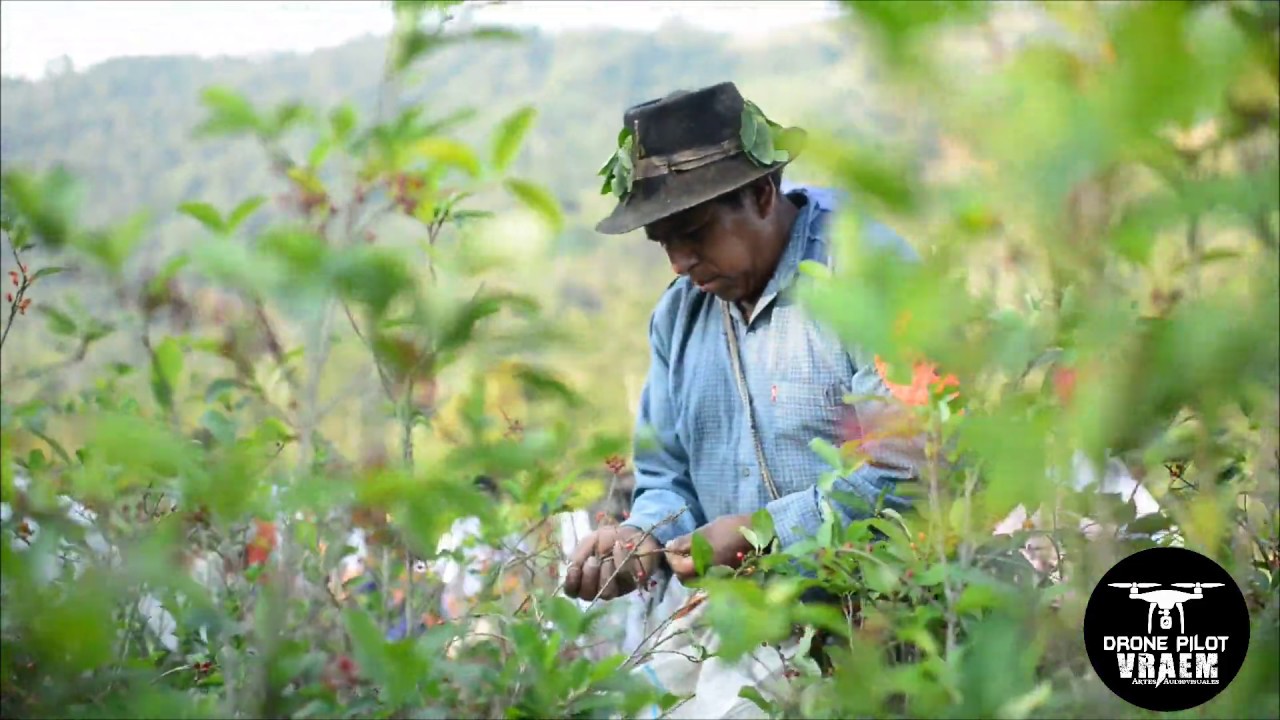 La sagrada Hoja de Coca de los Incas - YouTube