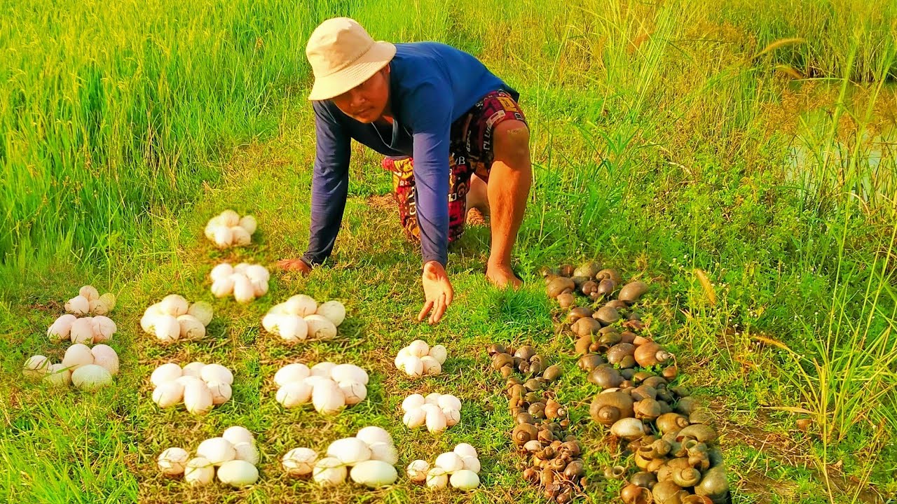 wow wow best fishing! a fisherman pick eggs duck a lots & catch snail ...