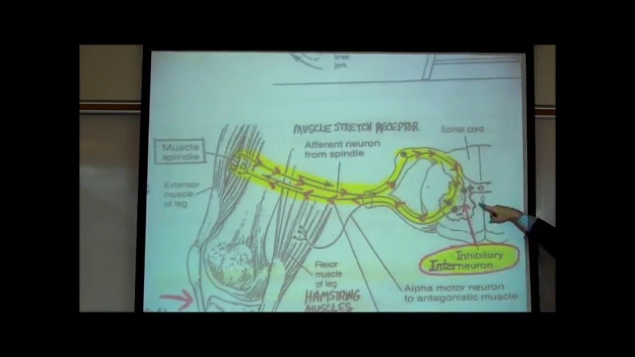 STRETCH REFLEXES by Professor Fink - YouTube