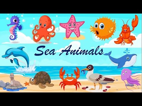 Learn about Sea Animals | Ocean Animal Compilation | Kids Cartoon - YouTube