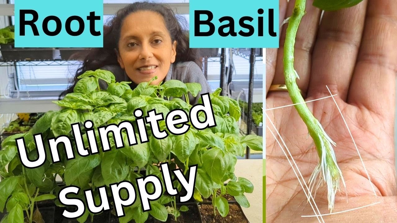 How To Root Basil From Cuttings - YouTube
