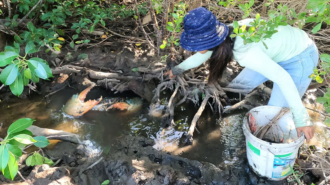 Lucky - I Found Giant Mud Crabs under Trees at The Sea Swamp after ...