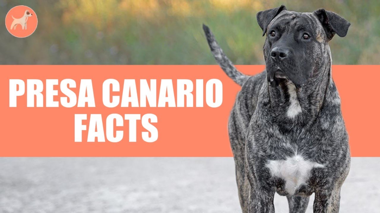 Presa Canario Dog Breed: 10 Facts You Need to Know - YouTube