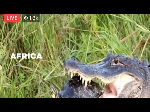 An African Alligator Attempting To Eat A Turtle, Possible ? #FIXAFRICA ...
